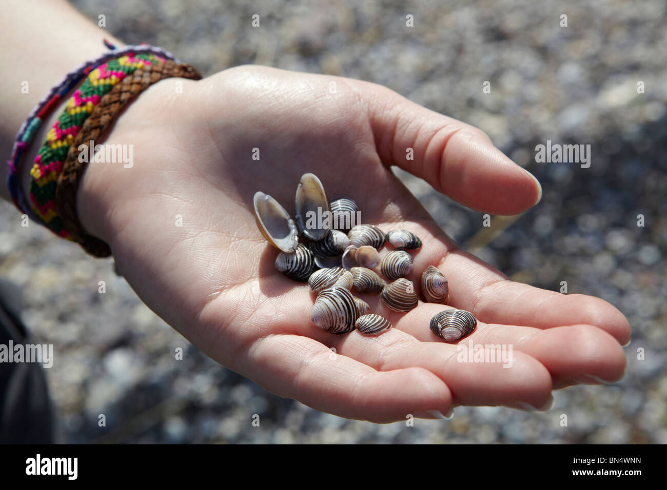 Lago shell hi-res stock photography and images - Alamy