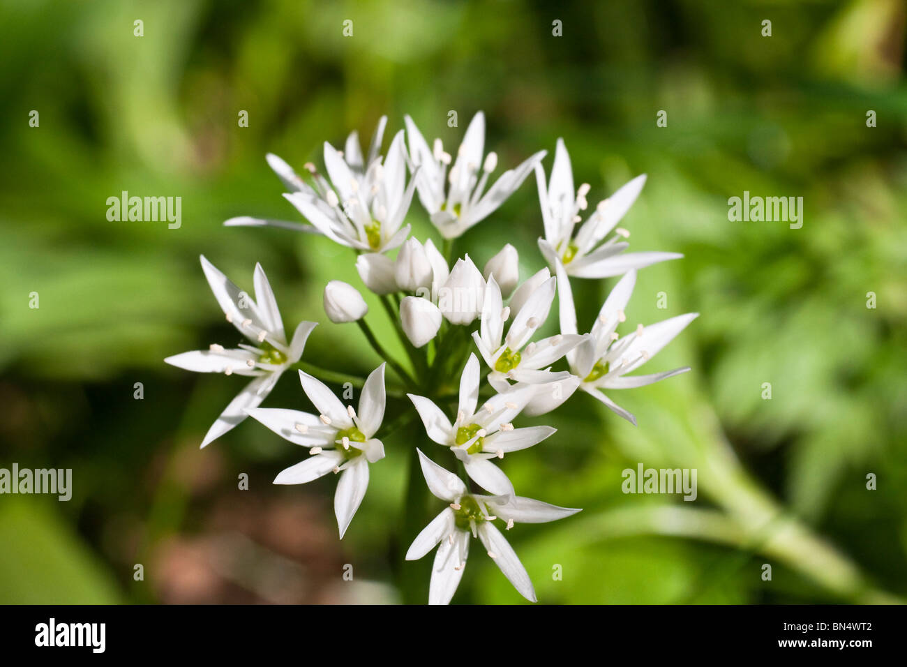 Plant, Wild garlic, Allium ursinum, flower Stock Photo - Alamy