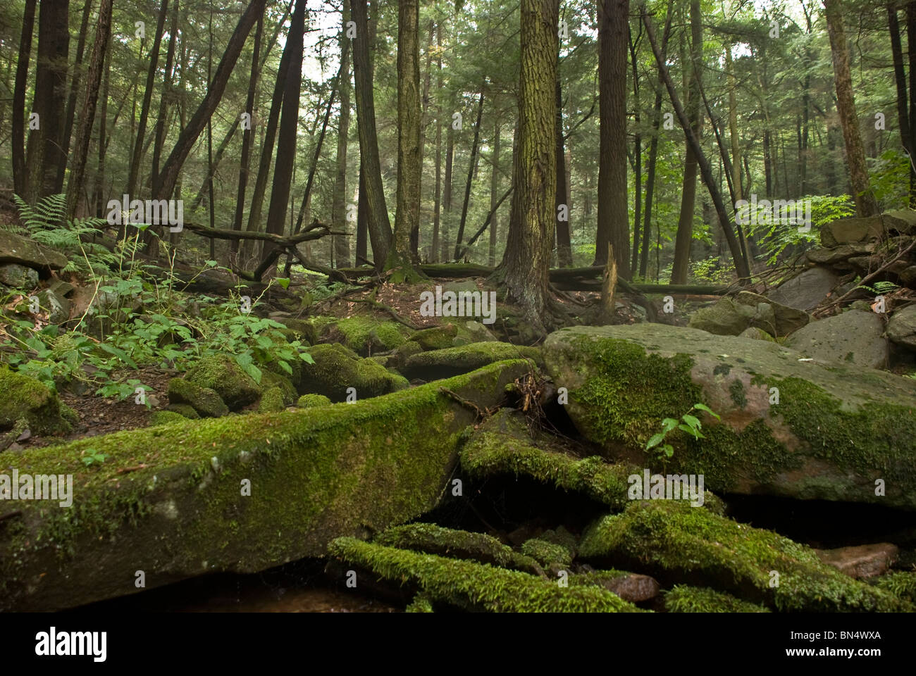 A thick green wooded area with limestone rock and pine and cedar trees ...