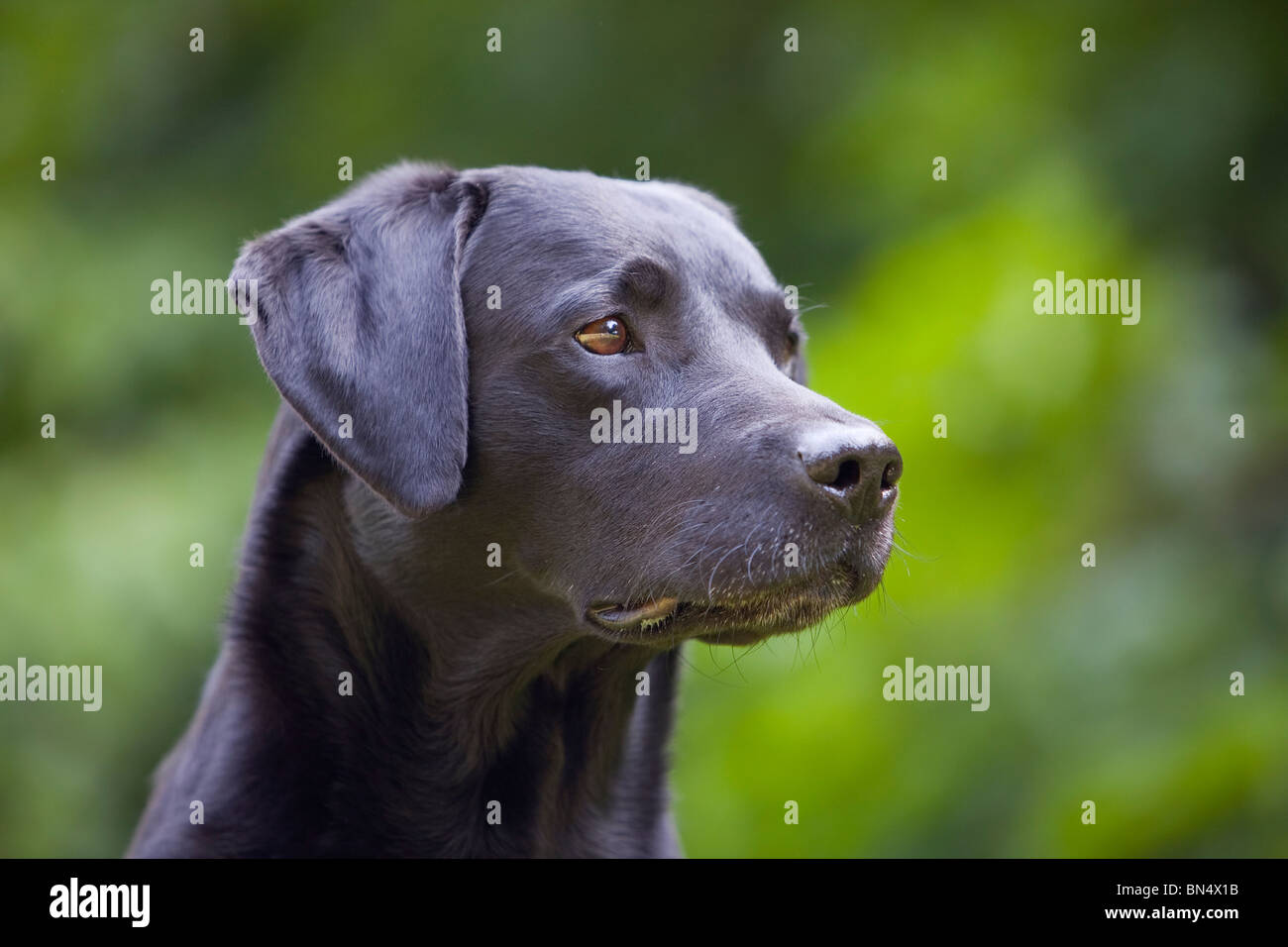 A black Labrador Retriever working dog sat outside Stock Photo - Alamy
