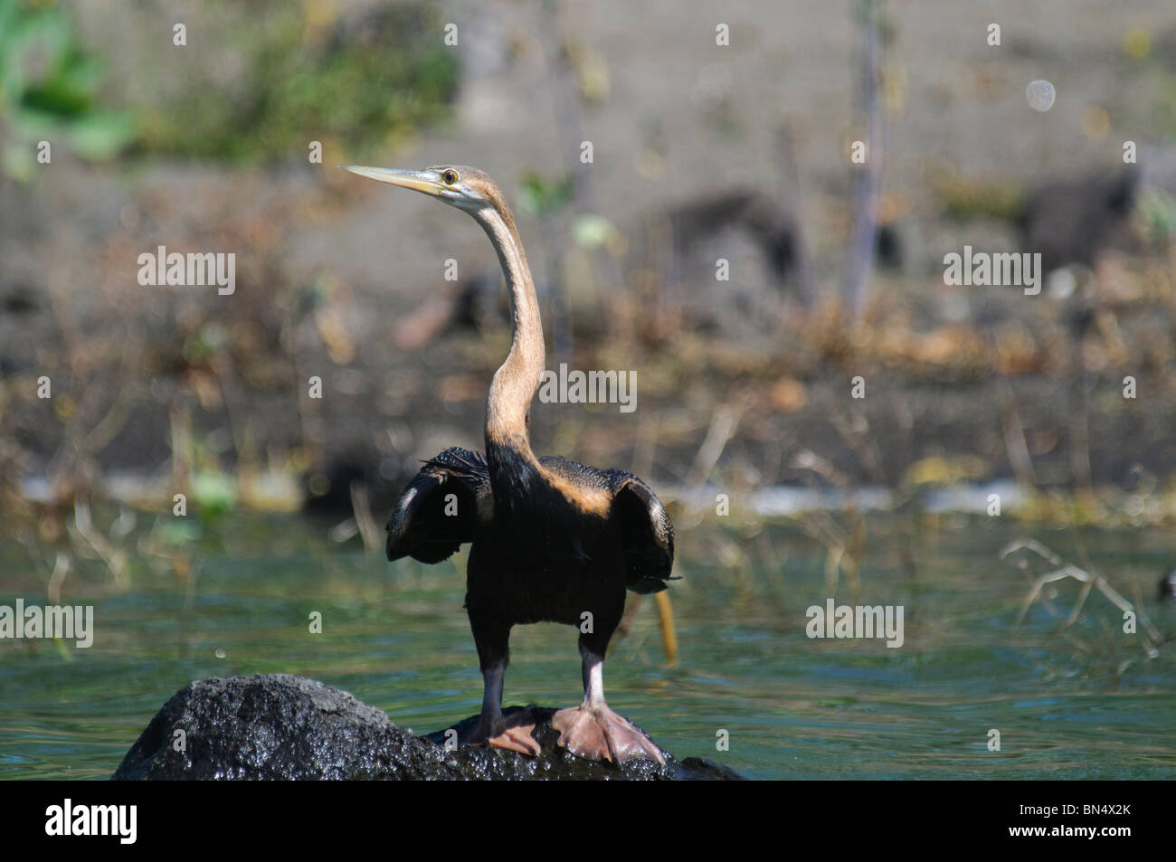 African anhinga hi-res stock photography and images - Alamy