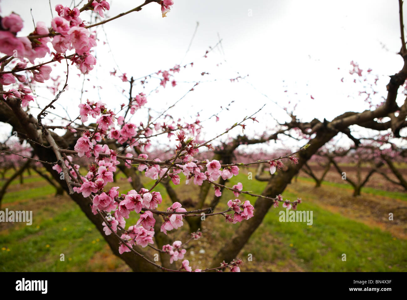 Cherry orchard in Northern Italy Stock Photo - Alamy