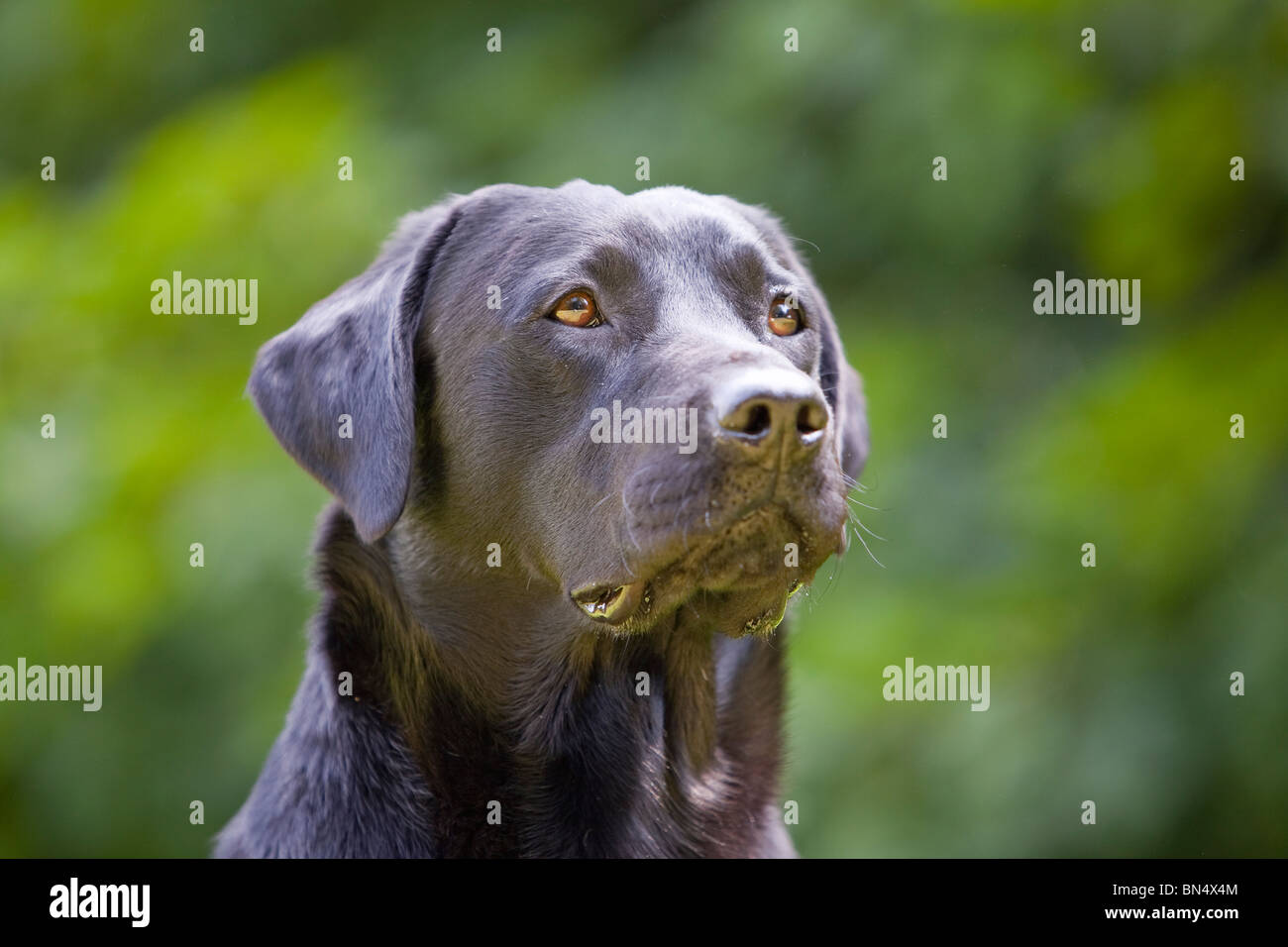 A black Labrador Retriever working dog sat outside Stock Photo - Alamy