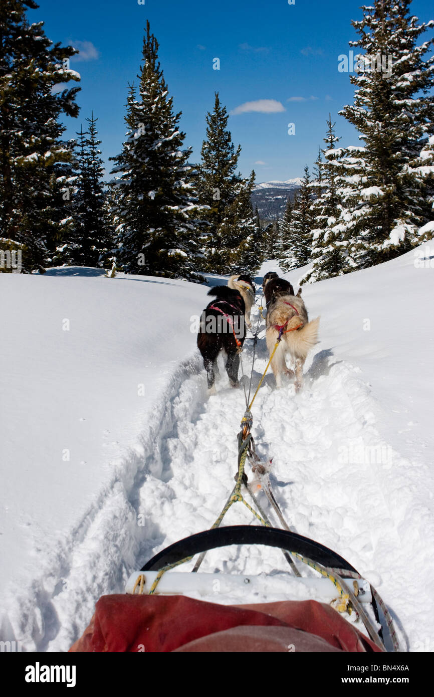 Sledge Pulled By Dogs