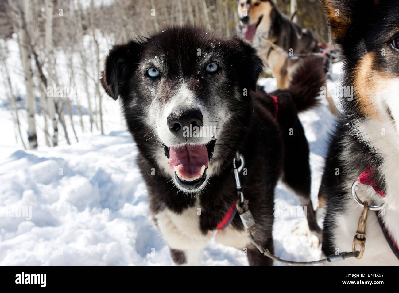 A sled dog smiling while resting Stock Photo - Alamy