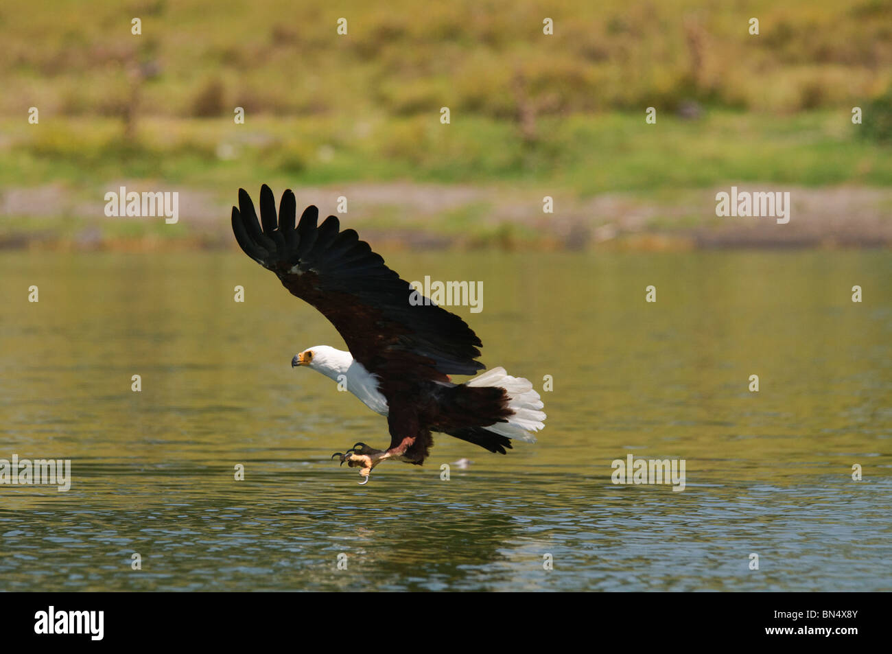Eagle attacking fish hi-res stock photography and images - Alamy