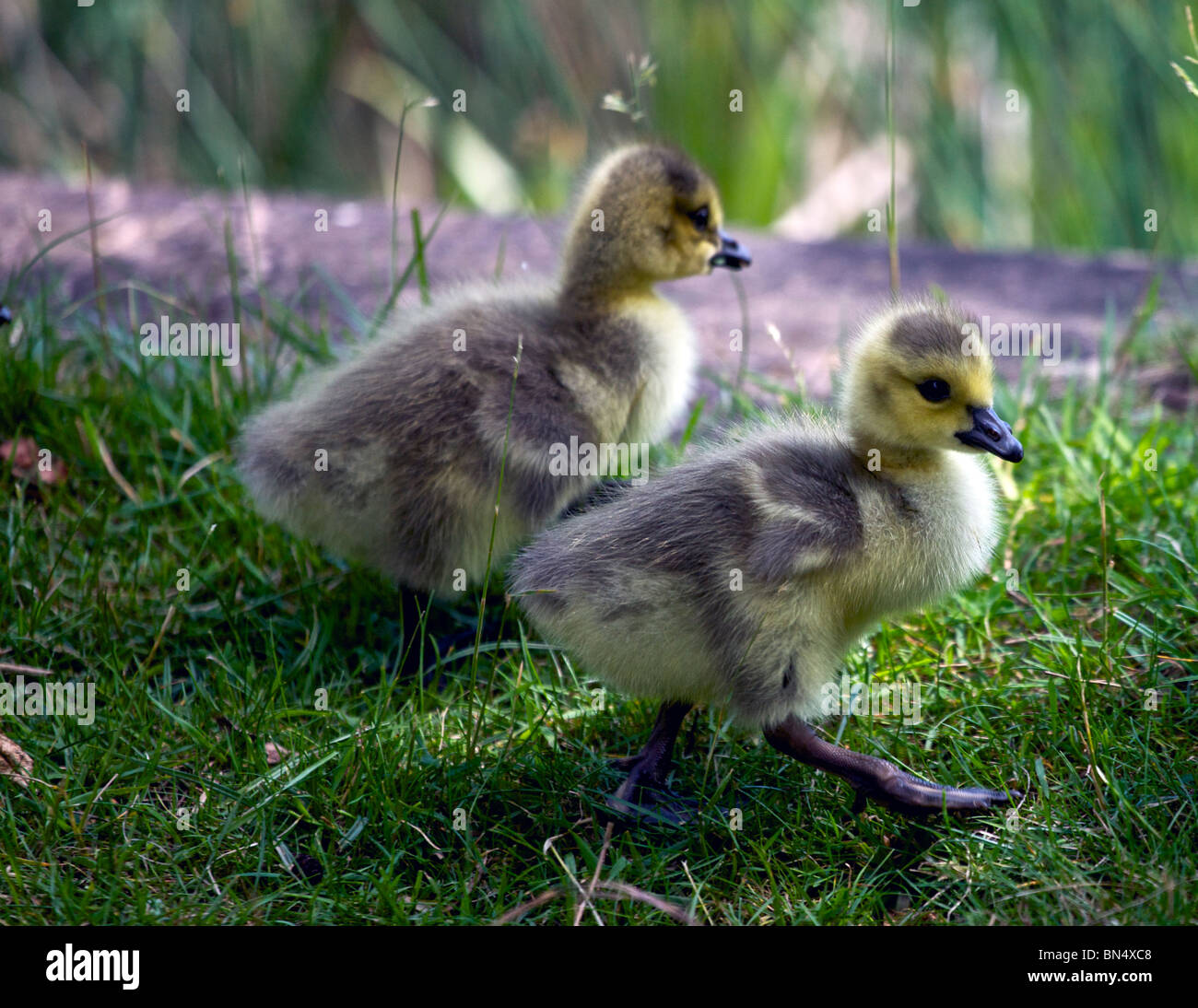 Canada geese goslings Stock Photo - Alamy