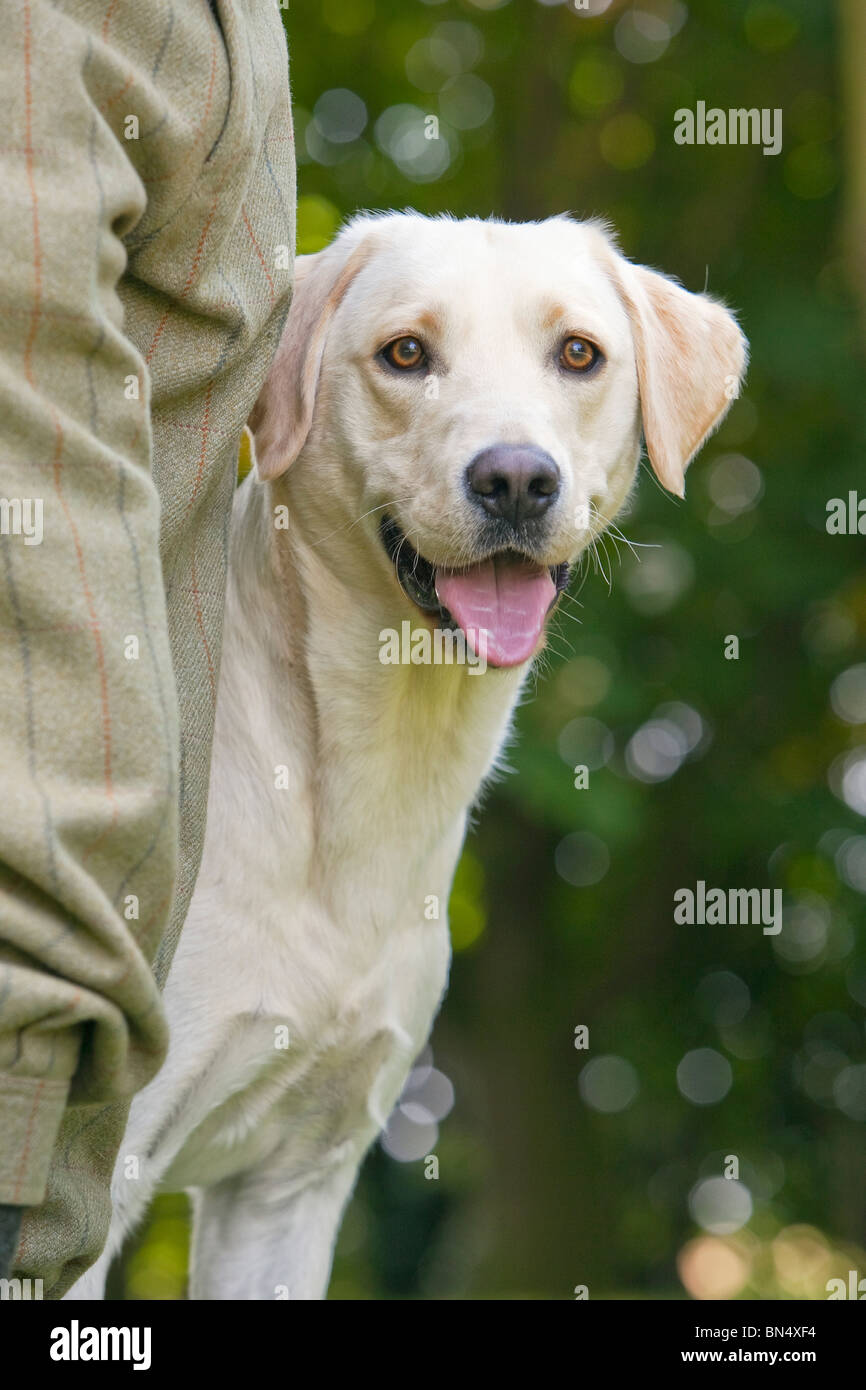 A yellow Labrador Retriever working dog waiting at its owners leg Stock ...
