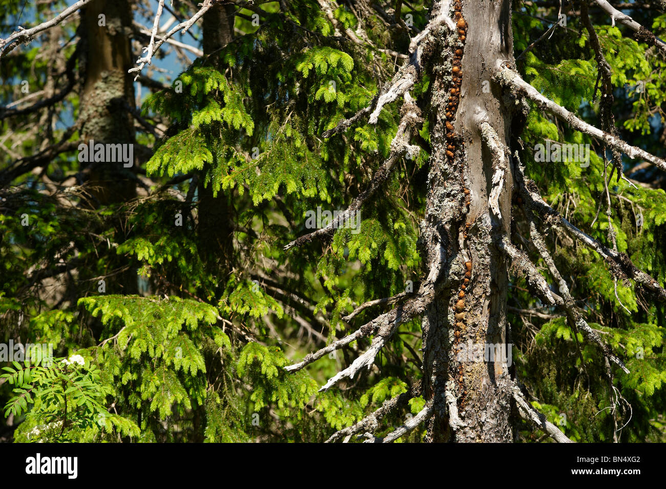 Arber mountain railway hi-res stock photography and images - Alamy