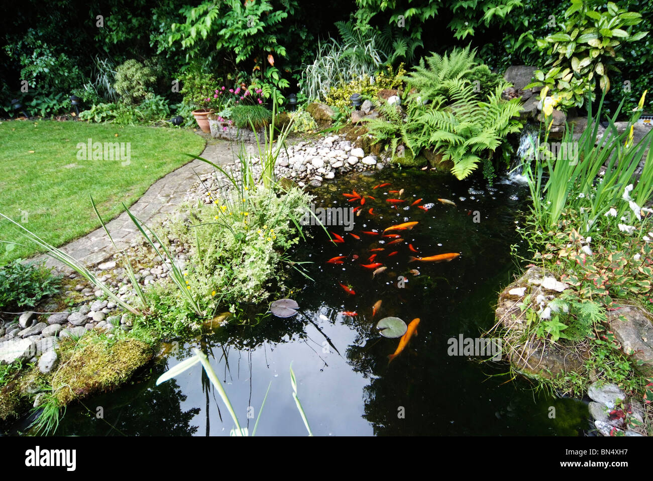 Fish Pond in a rural setting with a small waterfall Stock Photo - Alamy