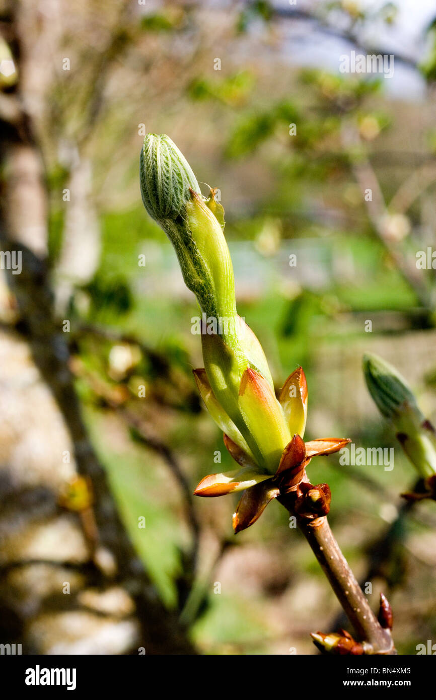 Sticky buds hi-res stock photography and images - Alamy