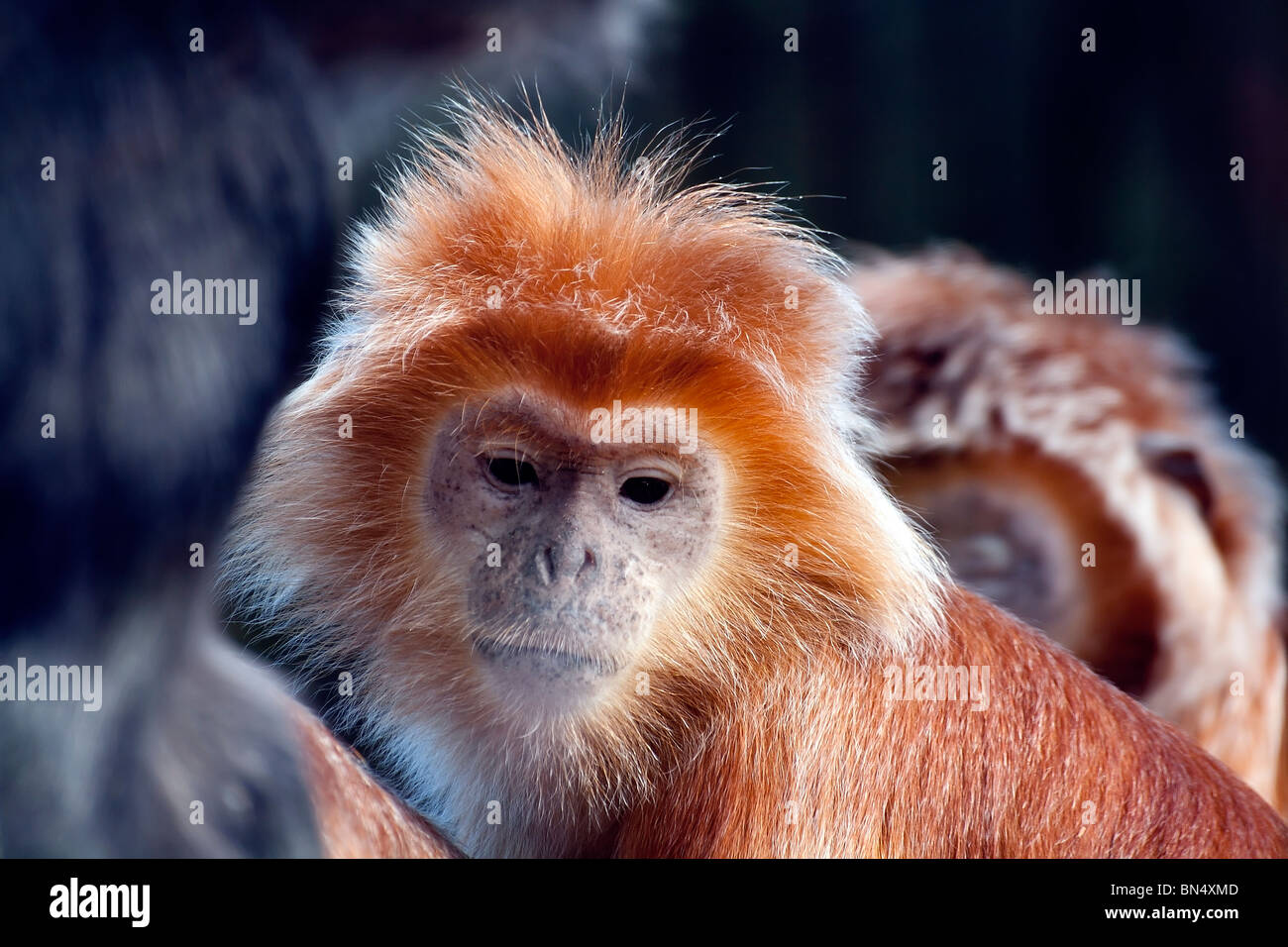 Monkey pack hi-res stock photography and images - Alamy
