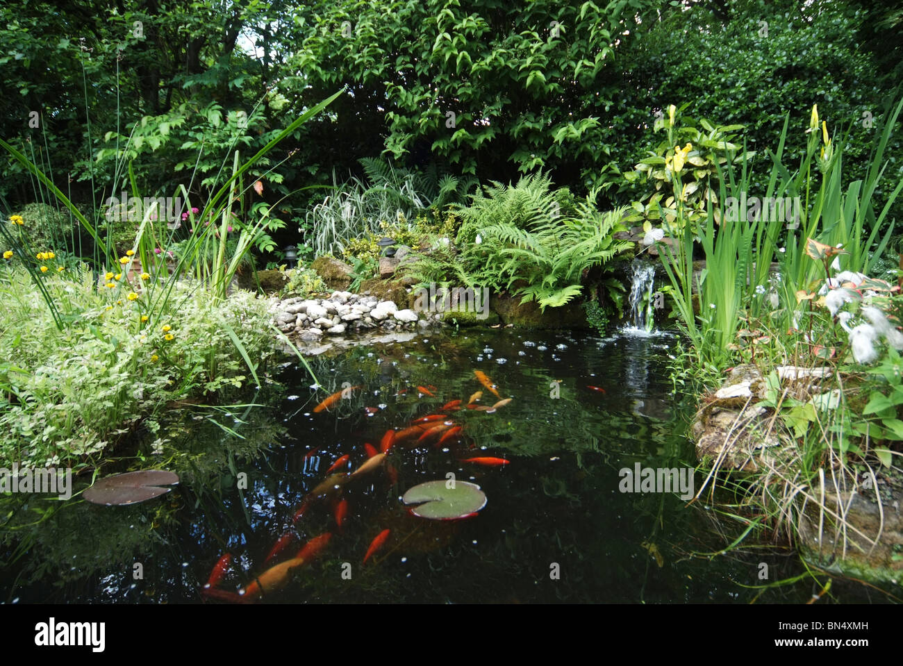 Fish Pond in a rural setting with a small waterfall Stock Photo - Alamy