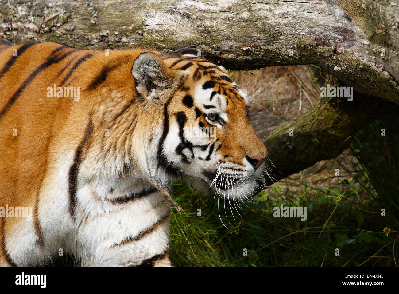Close-up portrait of a Siberian Tiger hiding behind a fallen tree Stock ...