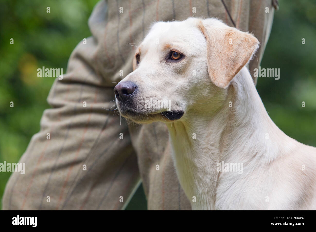 A yellow Labrador Retriever working dog waiting at its owners leg Stock ...