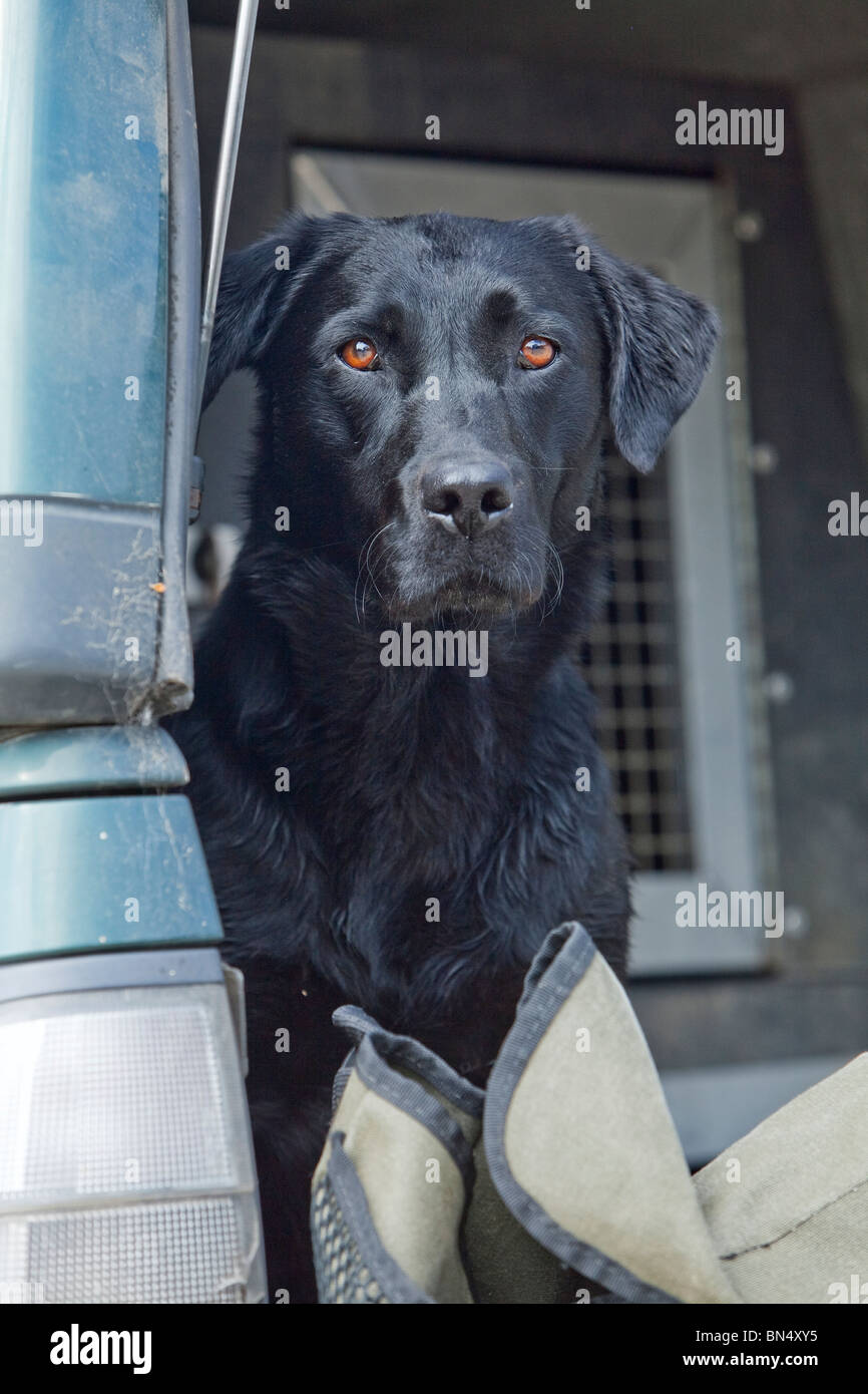 Labrador Retriever Dog Sitting Back Stock Photos & Labrador Retriever ...
