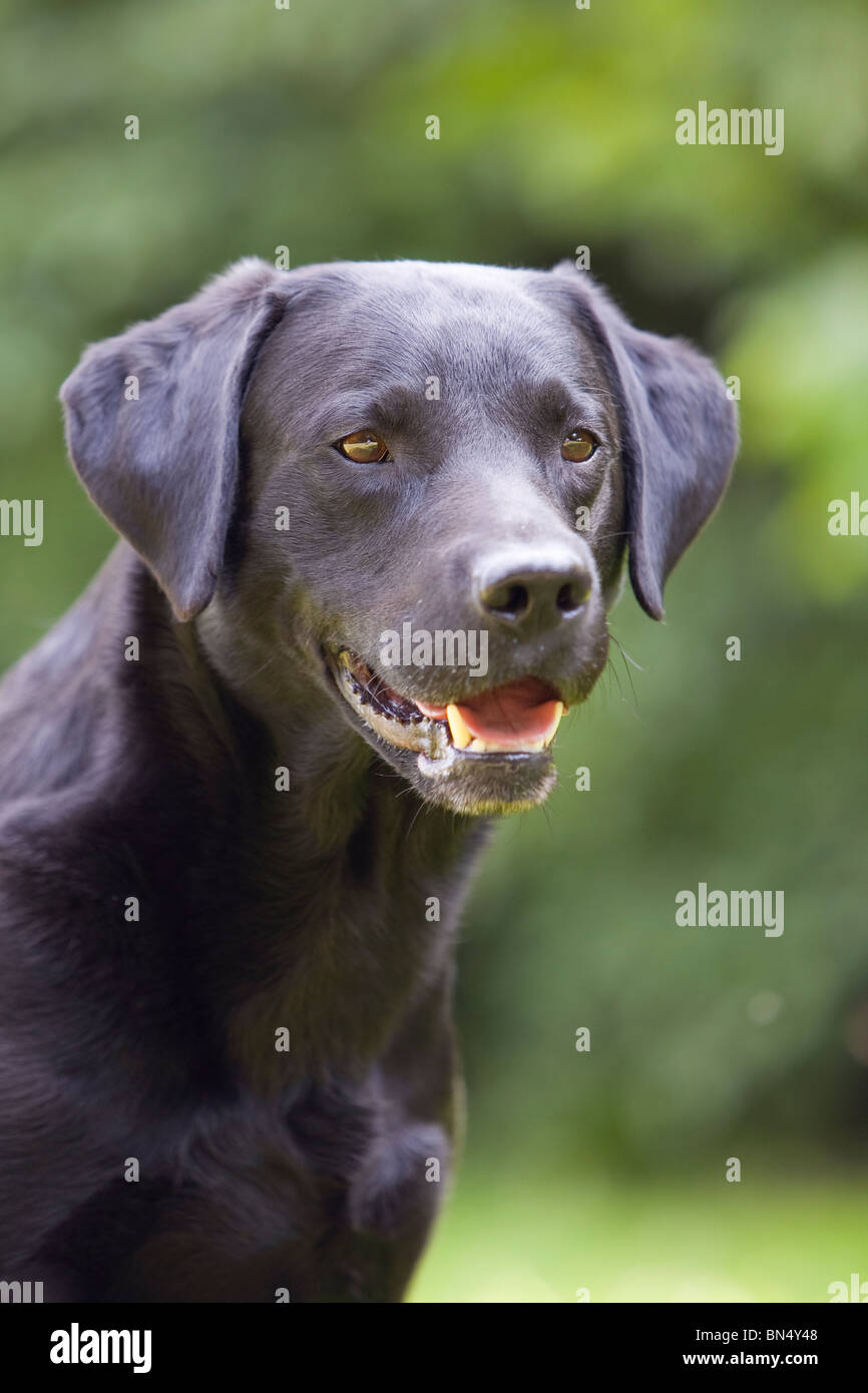 A black Labrador Retriever working dog sat outside Stock Photo - Alamy