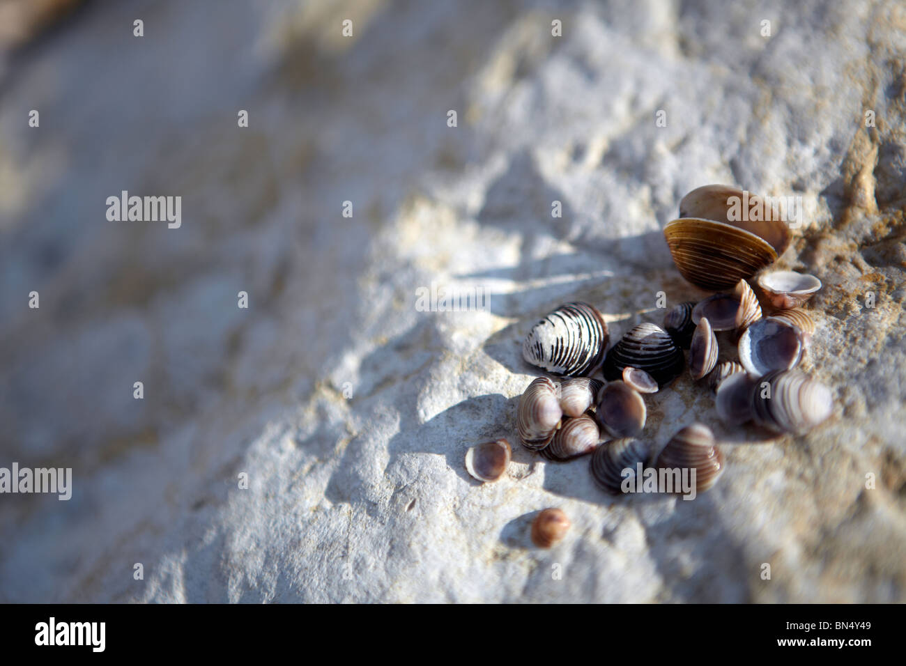 Lago shell hi-res stock photography and images - Alamy