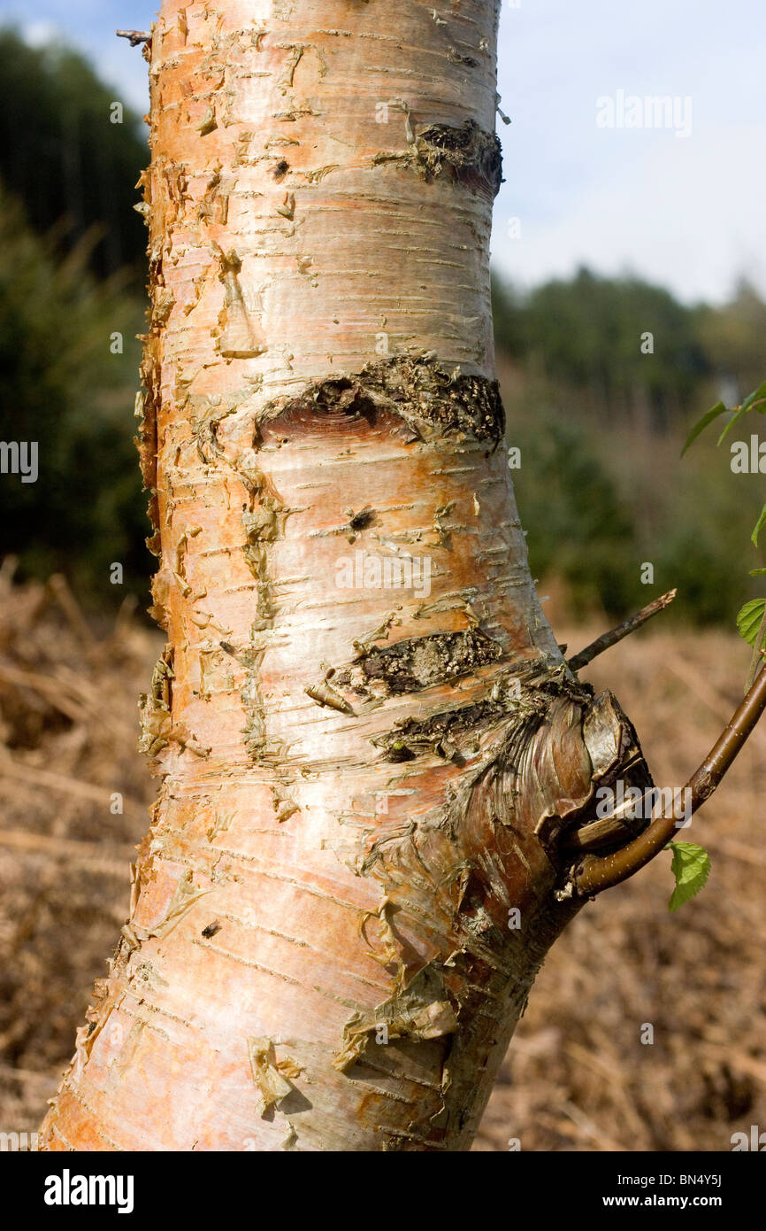 Bark silver birch tree betula hi-res stock photography and images - Alamy