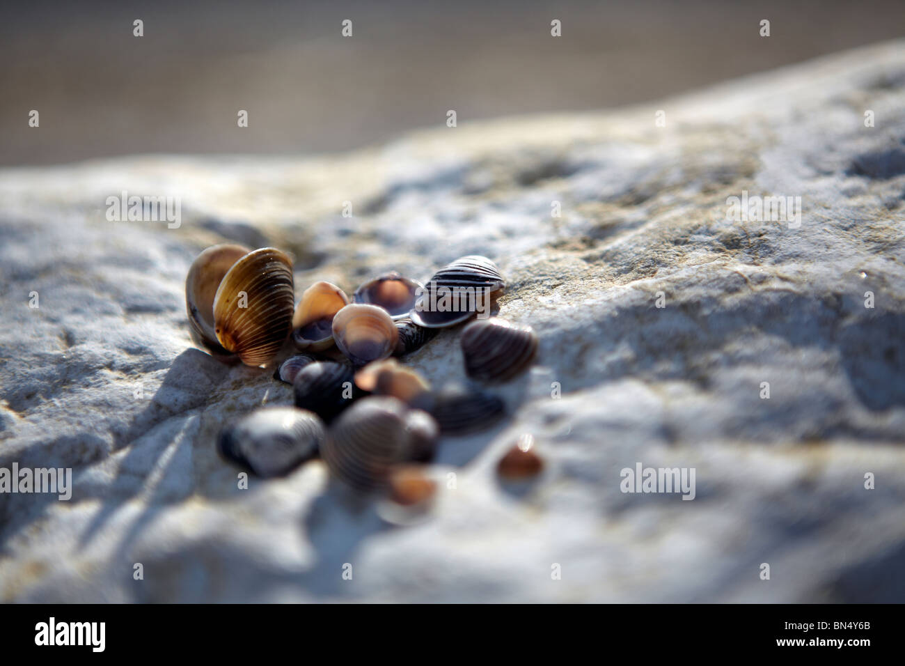 Lago shell hi-res stock photography and images - Alamy