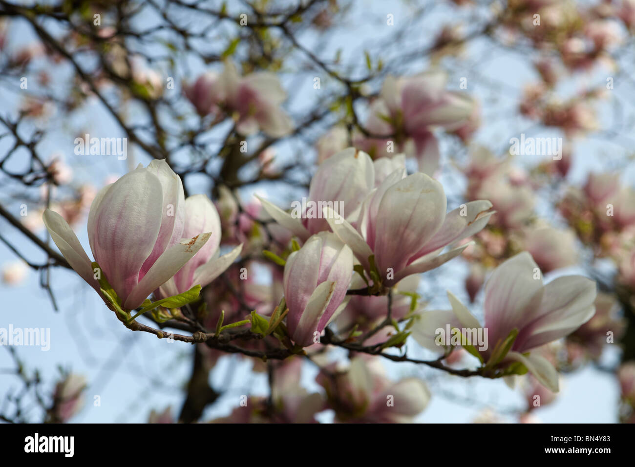 Magnolia Grandiflora Branches High Resolution Stock Photography and ...