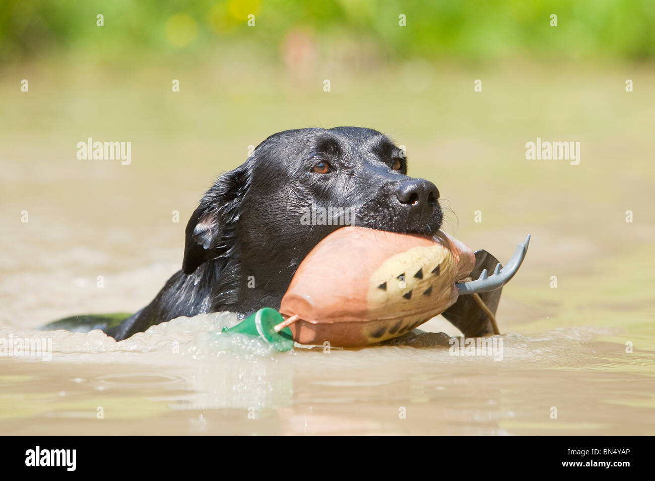 A black Labrador Retriever swimming with a training dummy in its mouth ...