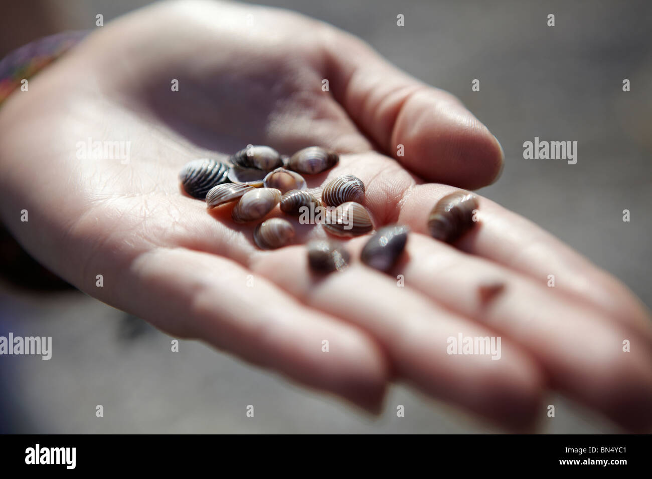 Lago shell hi-res stock photography and images - Alamy