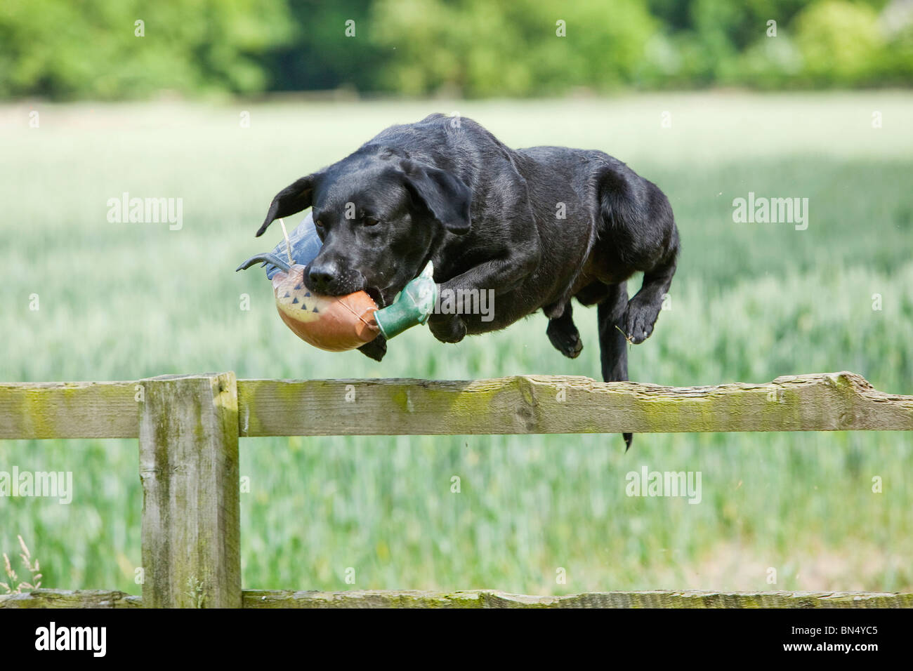 A black Labrador Retriever jumping over a wooden fence with a jointed ...