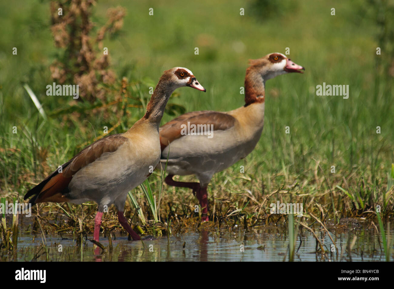 A pair of Egyptian Geese Alopochen aegyptiacus Stock Photo - Alamy