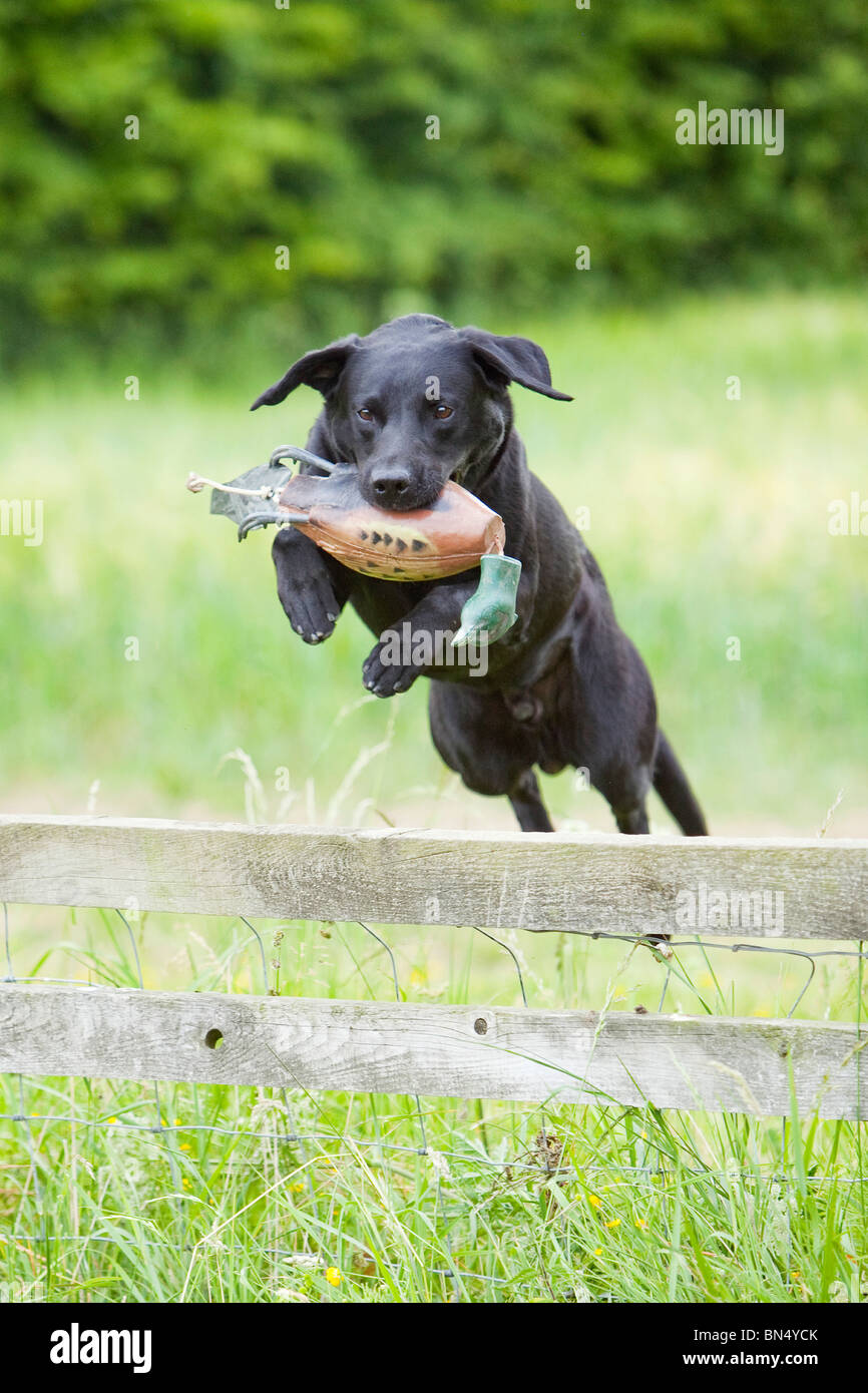Black labrador dog jumping fence hi-res stock photography and images ...