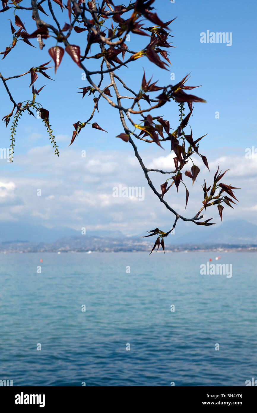 Interesting foliage at the edge of Lake Garda, Italy Stock Photo - Alamy