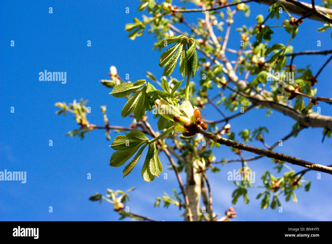 Sticky buds hi-res stock photography and images - Alamy