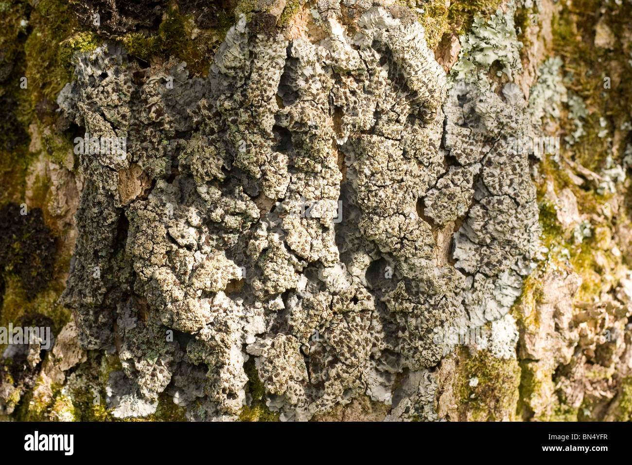 Lichen tree trunk hi-res stock photography and images - Alamy