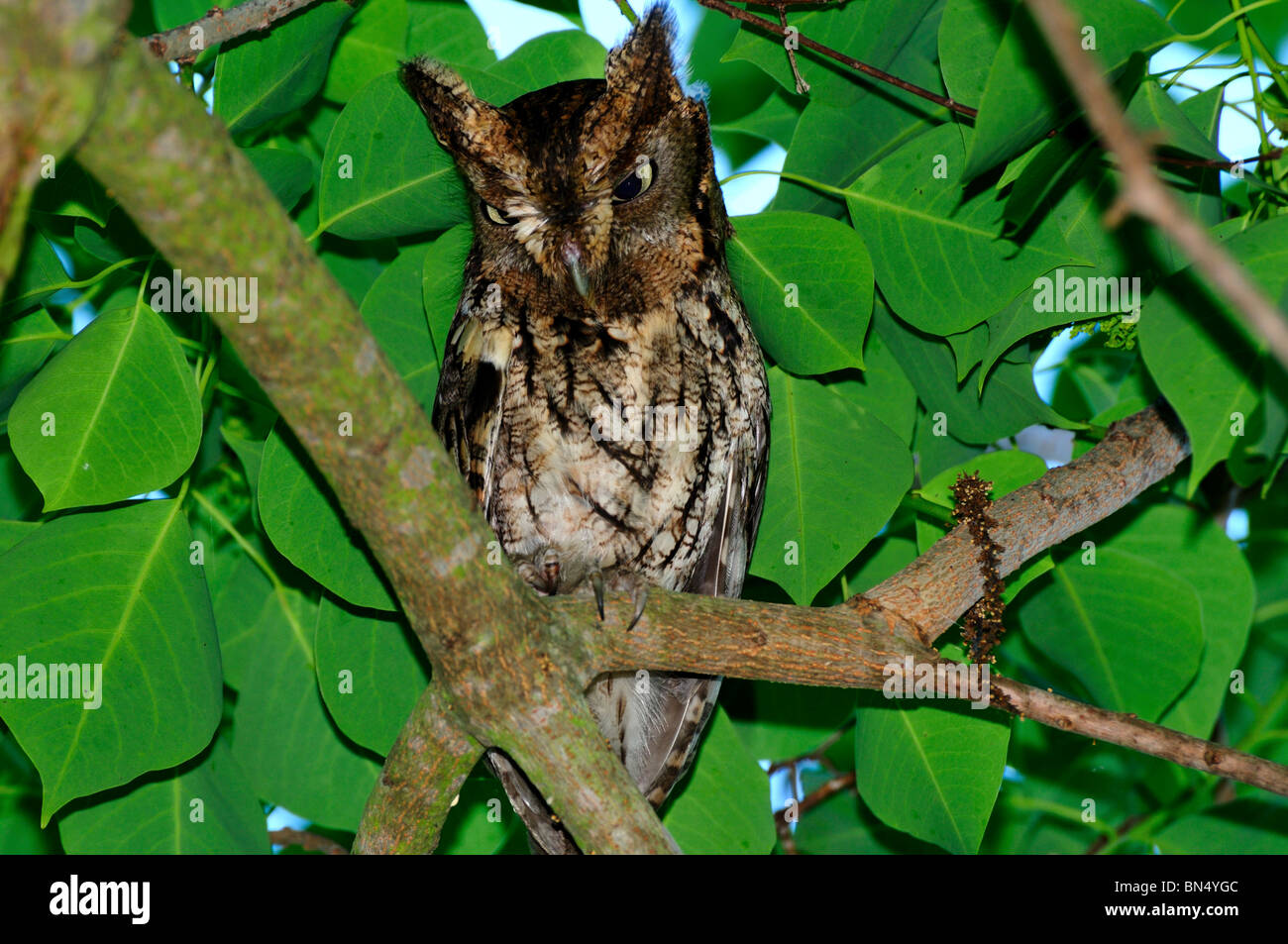 An eastern screech owl (Megascops asio) on a tree. Texas, USA Stock ...