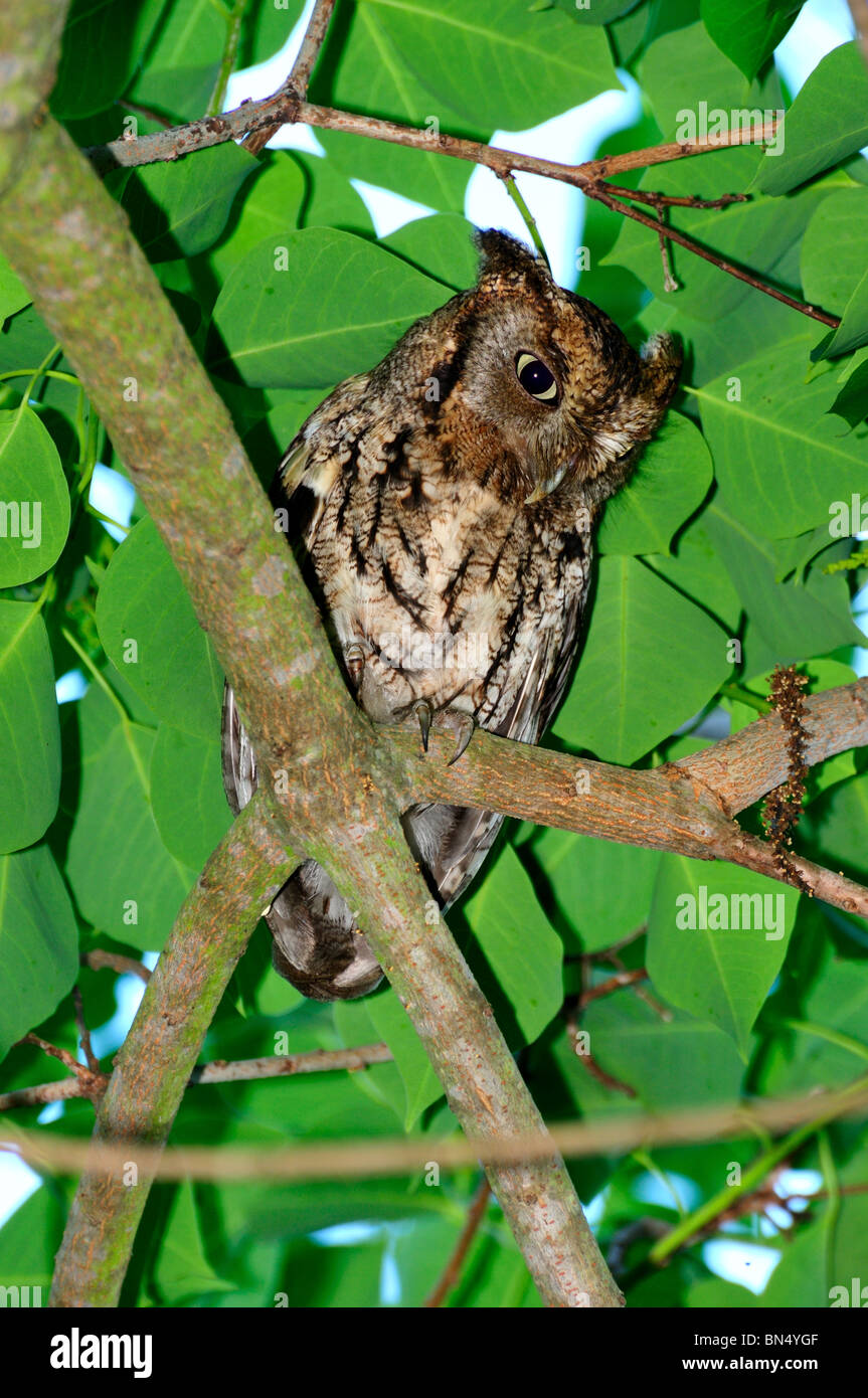 Megascops hi-res stock photography and images - Alamy