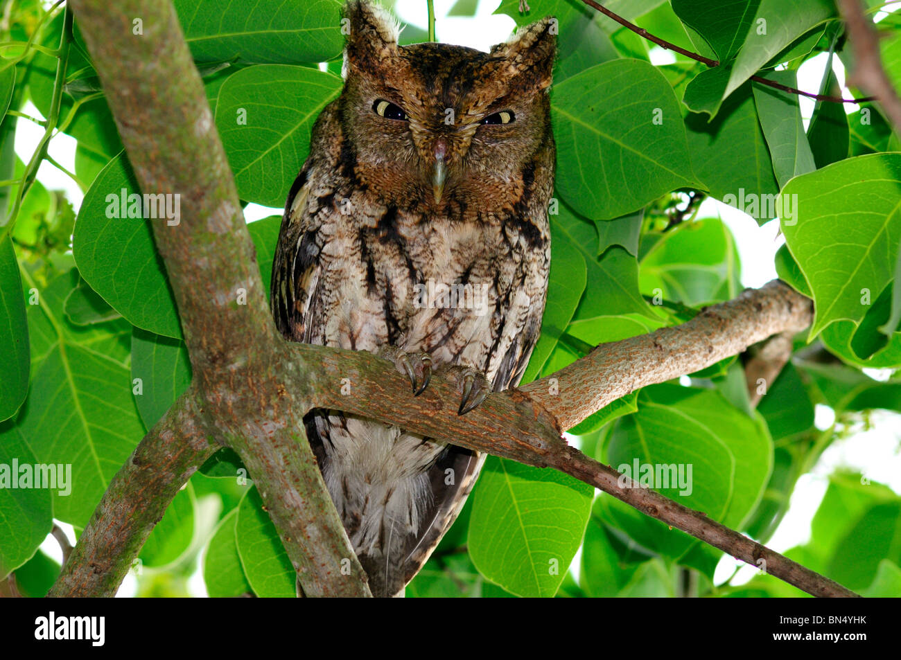 Megascops hi-res stock photography and images - Alamy