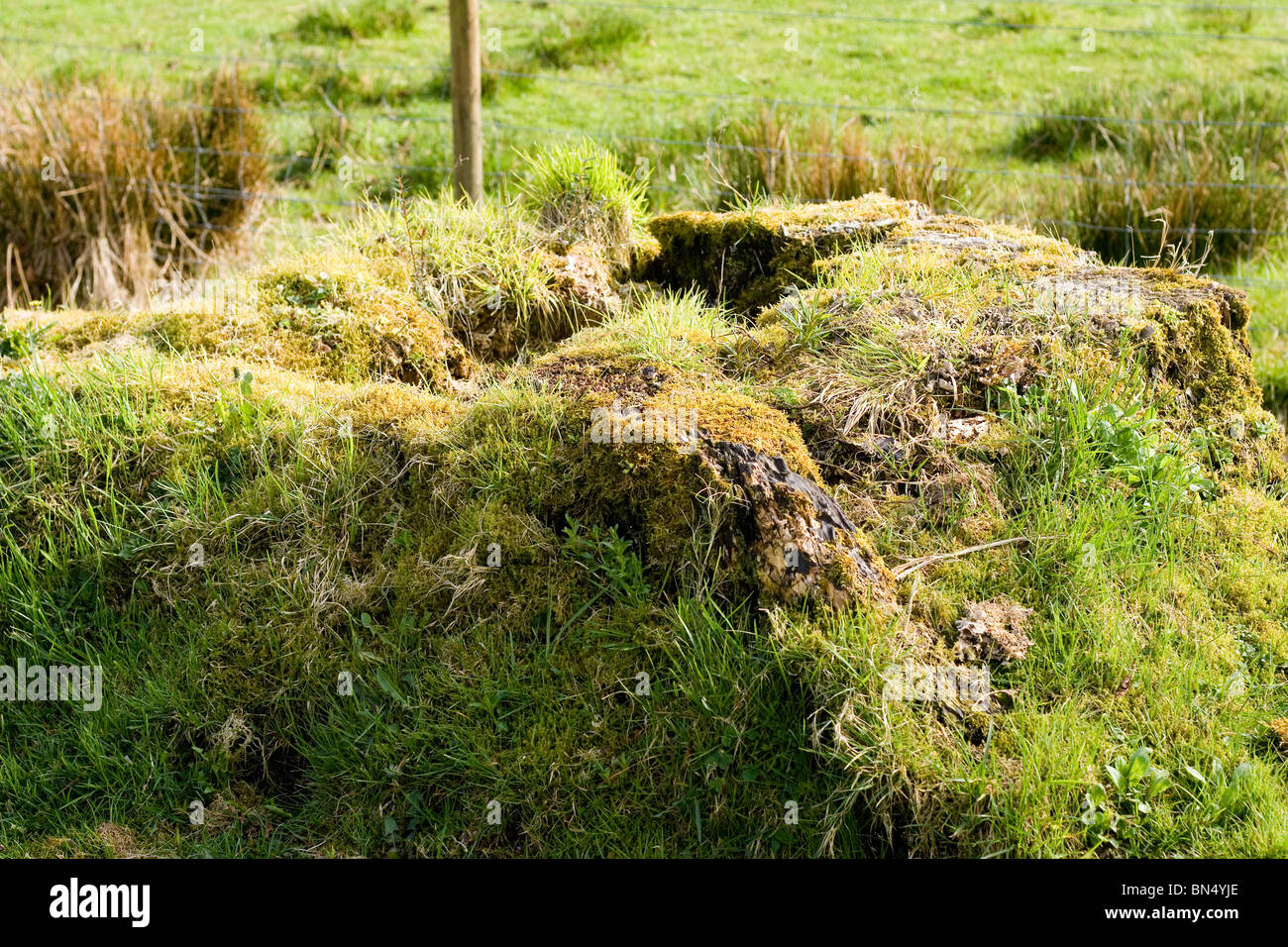 Stump rot hi-res stock photography and images - Alamy