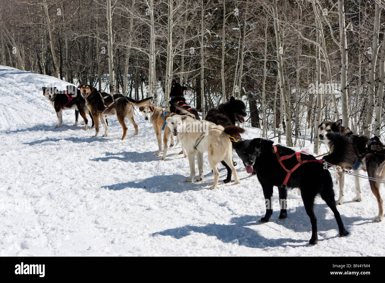 Iditarod dog sled race hi-res stock photography and images - Alamy