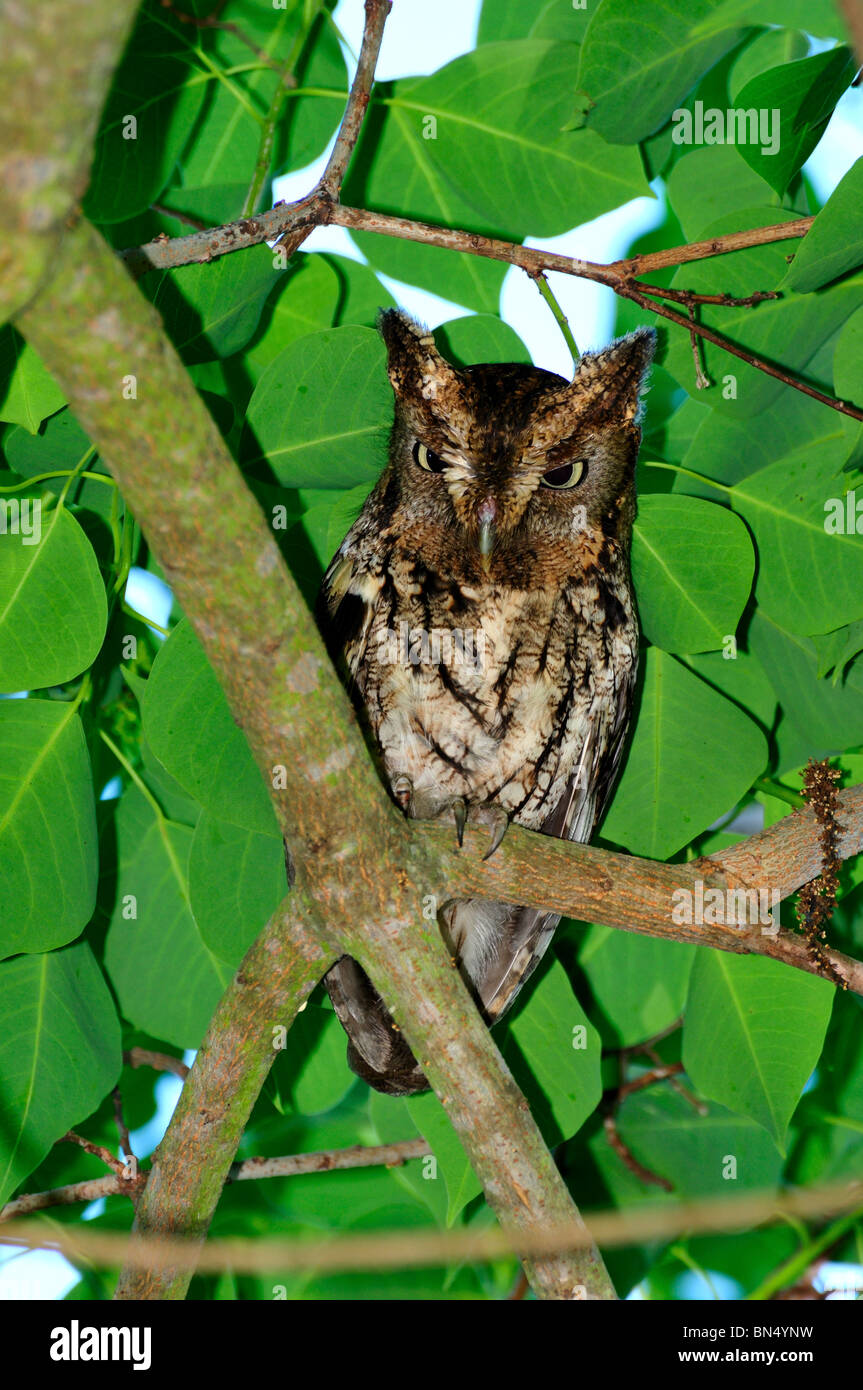 Megascops hi-res stock photography and images - Alamy