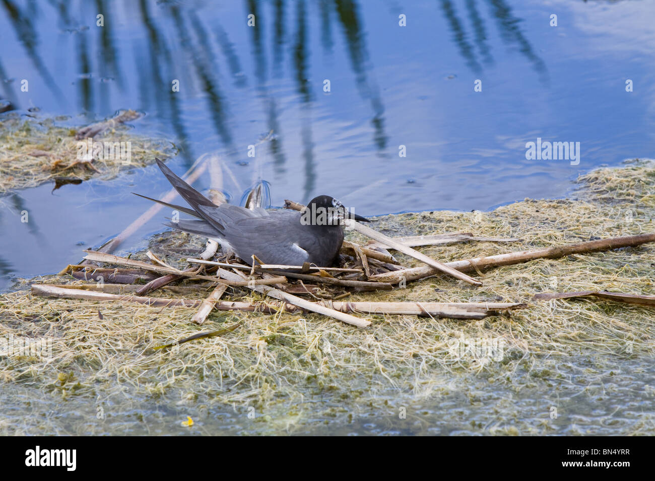 Black tern, male and female nesting into a marsh Stock Photo - Alamy