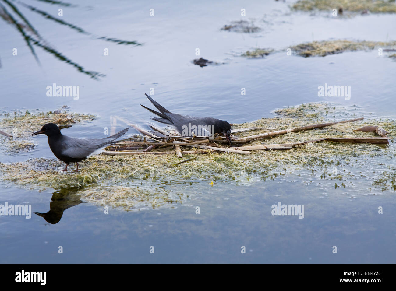 Tern nest in marsh hi-res stock photography and images - Alamy