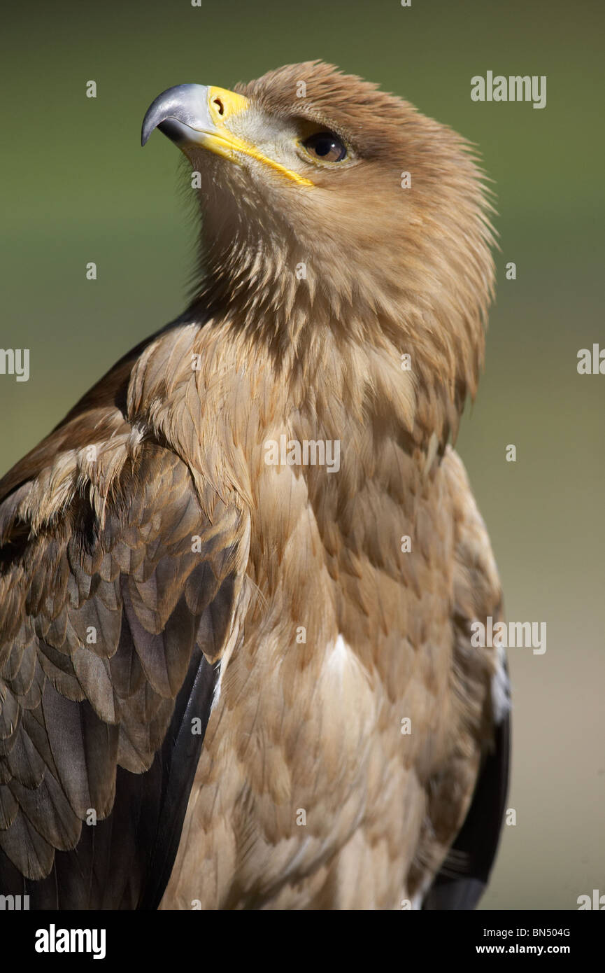 Predation symbol hi-res stock photography and images - Alamy