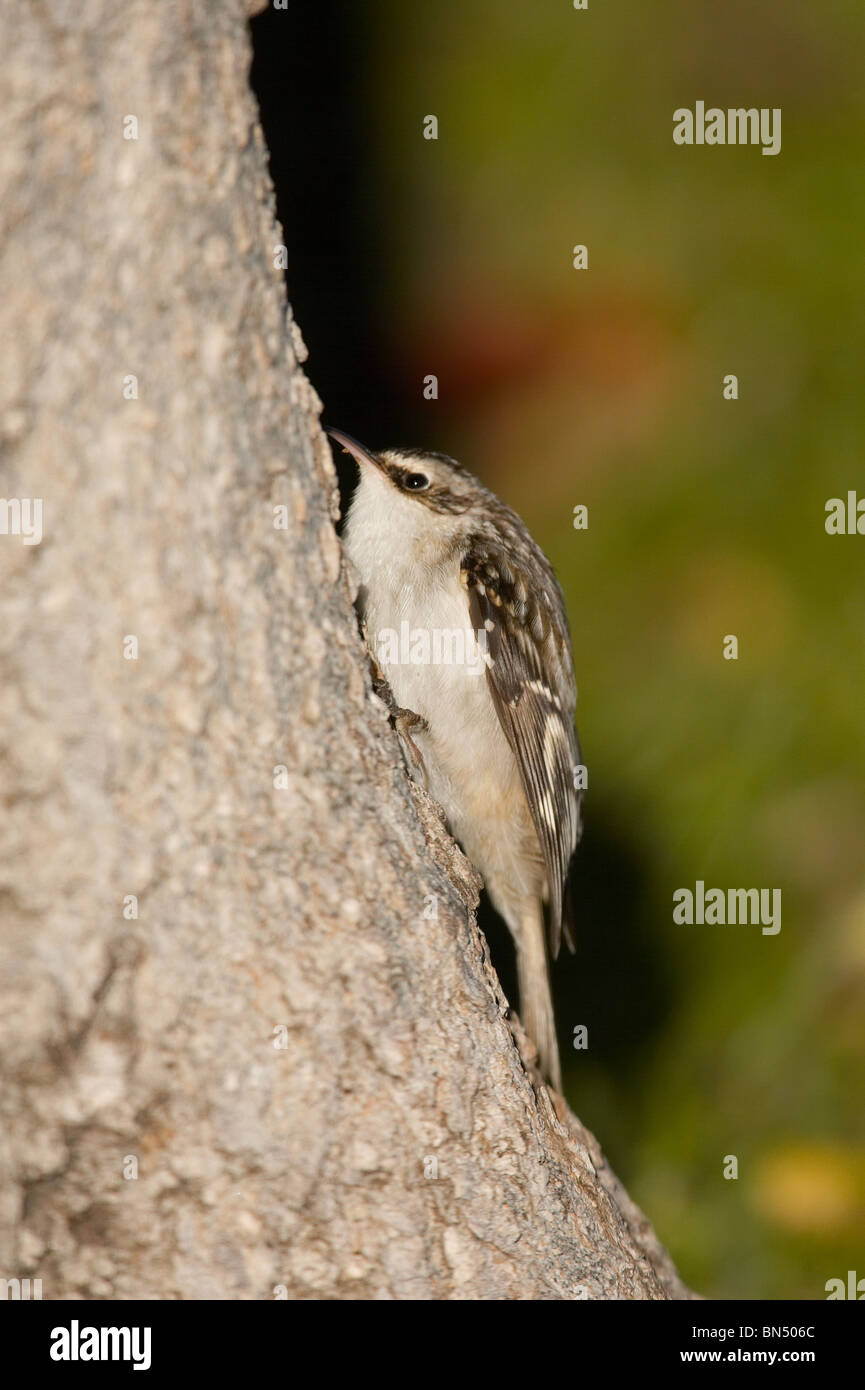 Tree creeper on a tree hi-res stock photography and images - Alamy