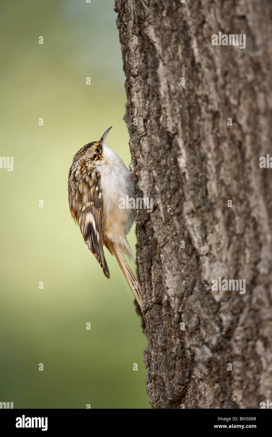 Tree creeper on a tree hi-res stock photography and images - Alamy