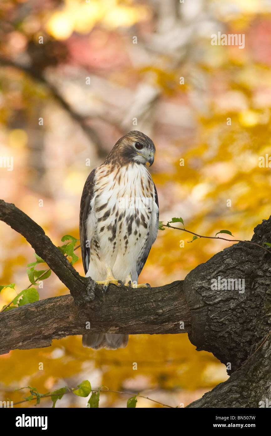 Red-tailed Hawk perched in a tree in autumn Stock Photo - Alamy