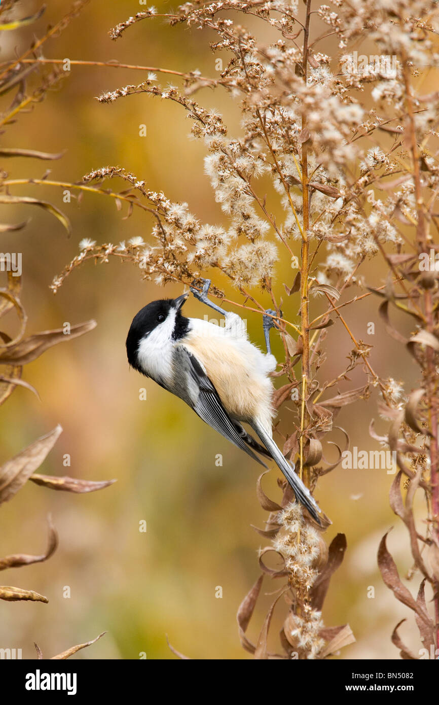 Black-capped Chickadee Feeding Stock Photo - Alamy