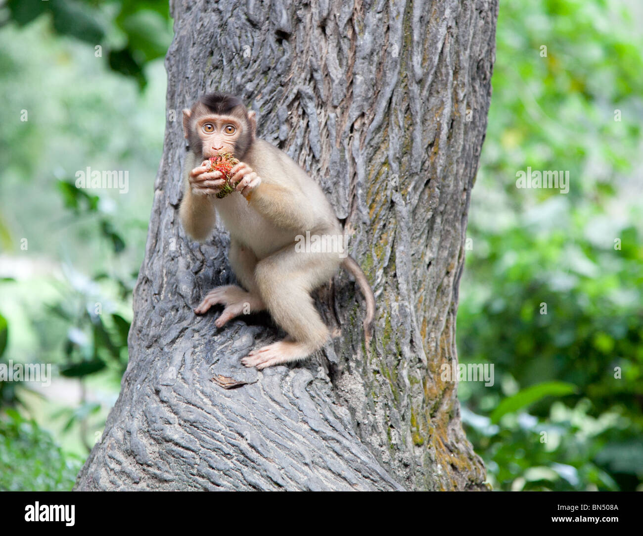 Wild Monkeys being fed by people in Malaysia, just outside of Kuala ...