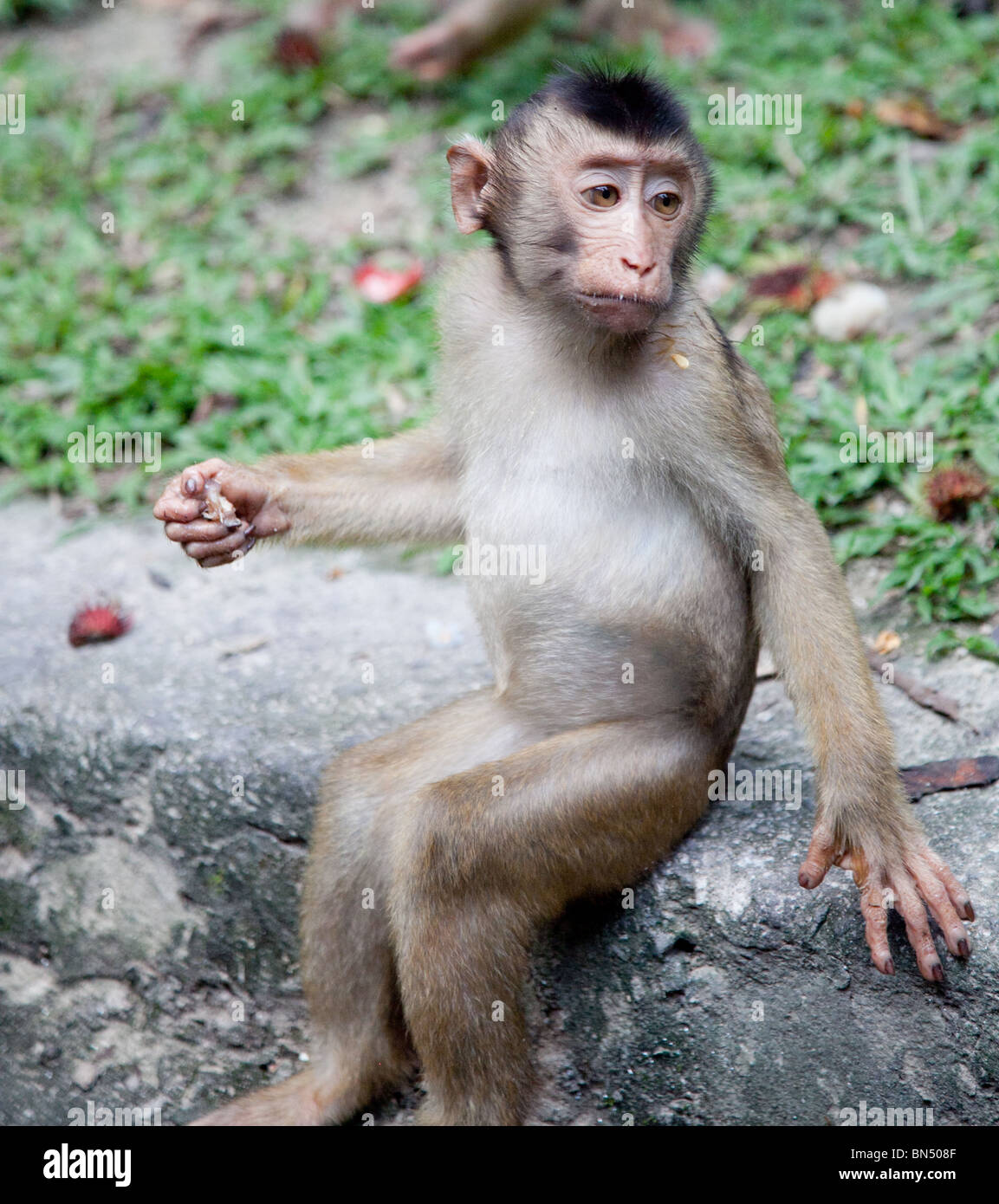 Wild Monkeys being fed by people in Malaysia, just outside of Kuala ...