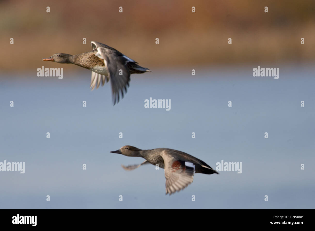 Adult male and female Gadwall in flight Stock Photo - Alamy