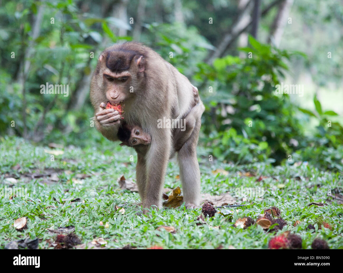Wild Monkeys being fed by people in Malaysia, just outside of Kuala ...